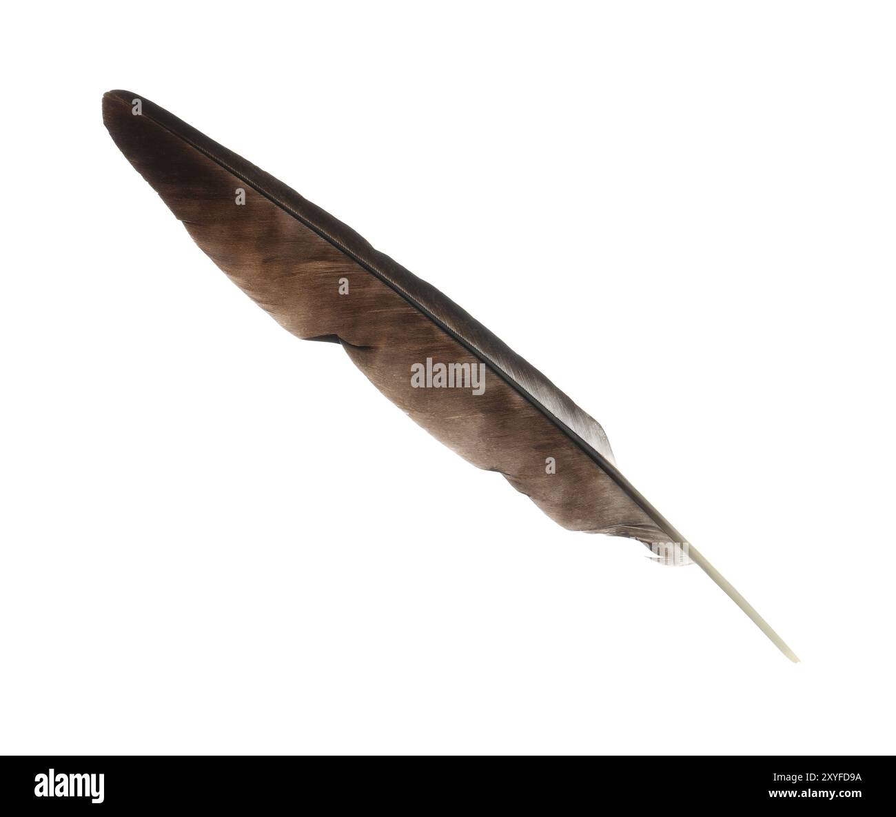 Dark feathering hi-res stock photography and images - Alamy