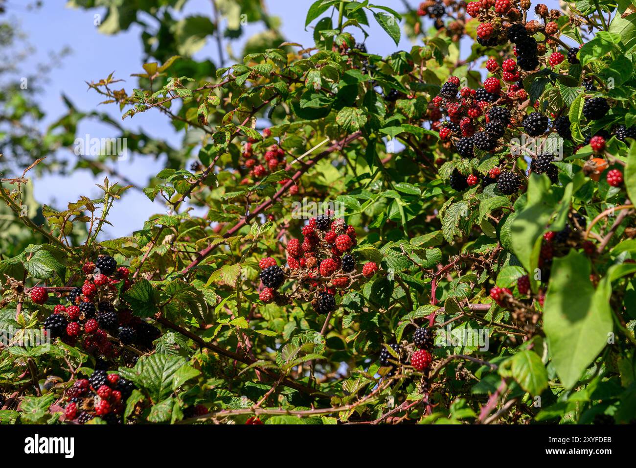 Ripe unripe berries black hi-res stock photography and images - Alamy