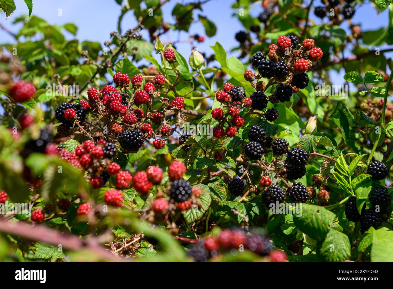 Ripe unripe berries black hi-res stock photography and images - Alamy