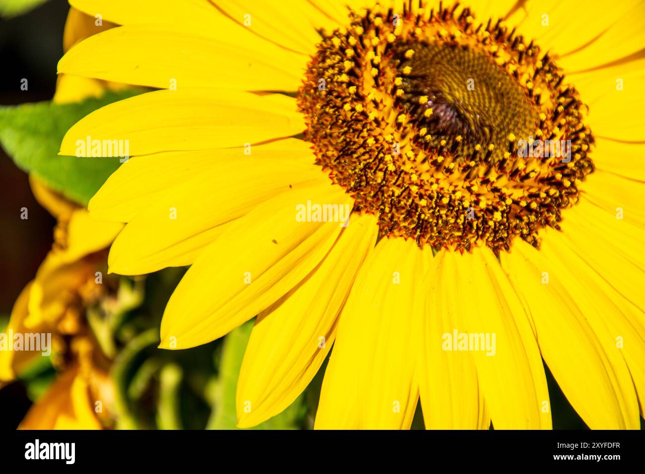 detailed photo of a sunflower flower with dark background in shade ...