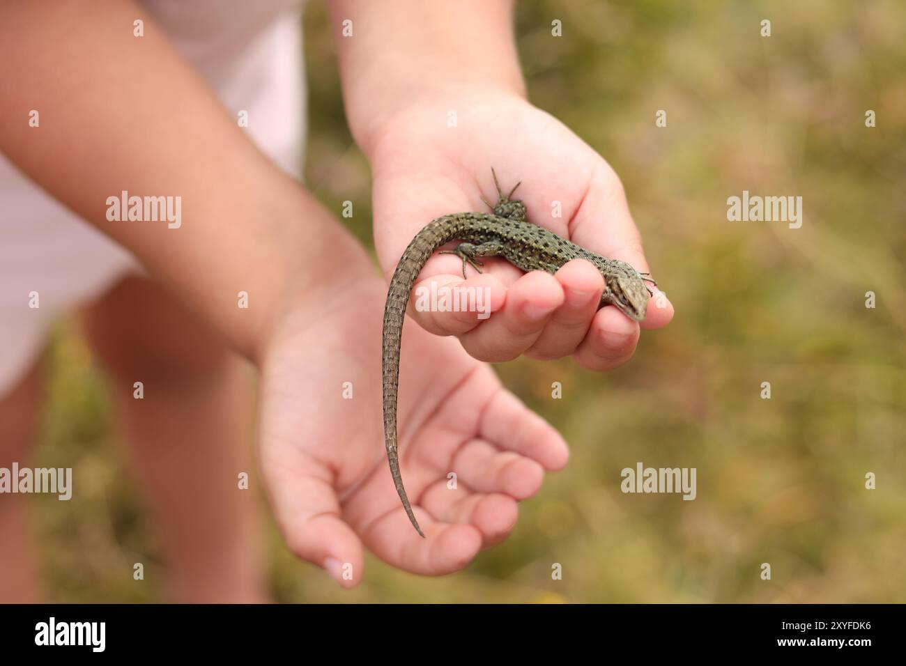 Little girl holding small lizard outdoors, closeup Stock Photo - Alamy
