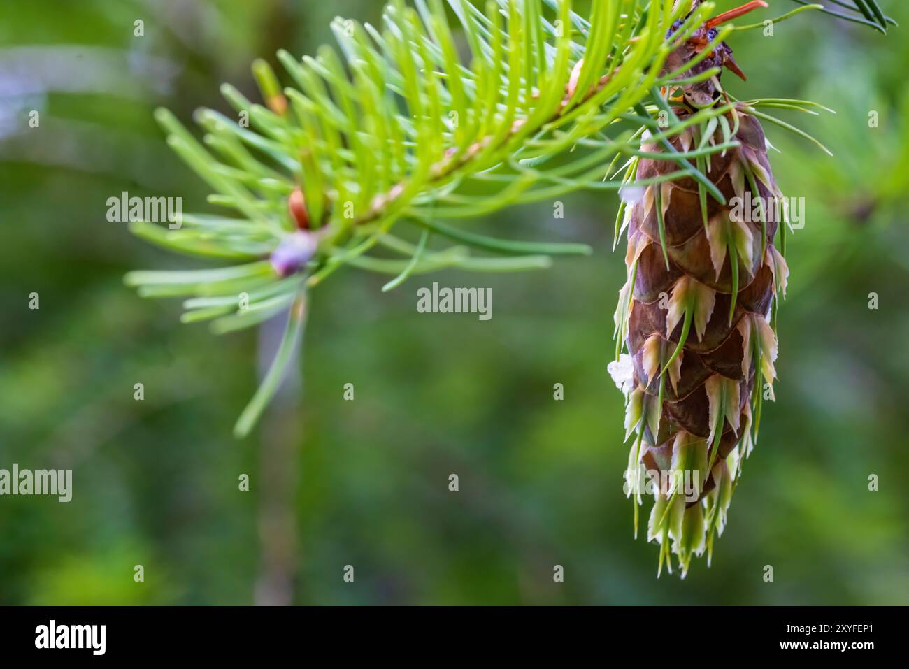 Cone Pseudotsuga Menziesii Douglas Fir, Pseudotsuga Menziesii