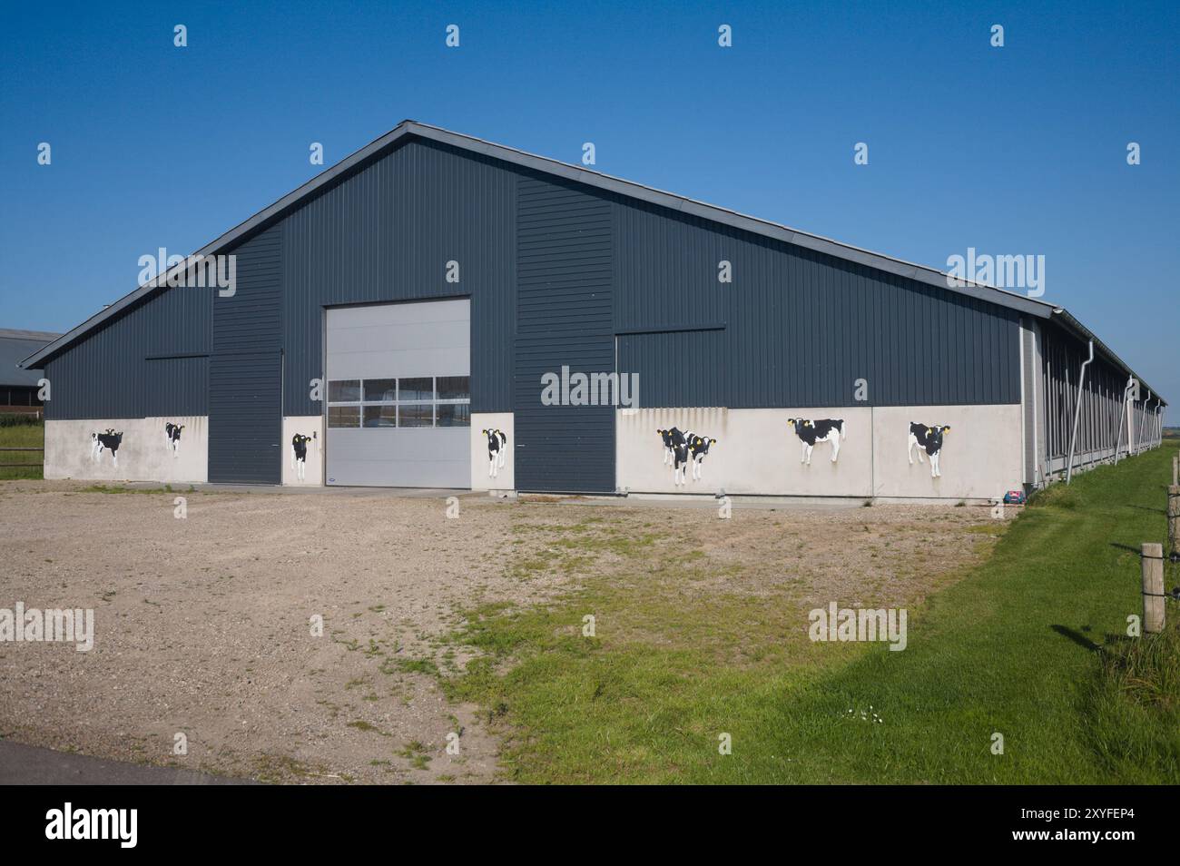 cattle shed on dairy farm near Lemvig in West Jutland Denmark Stock ...