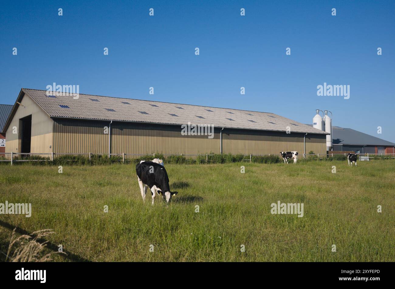 Holstein friesian dairy behind hi-res stock photography and images - Alamy
