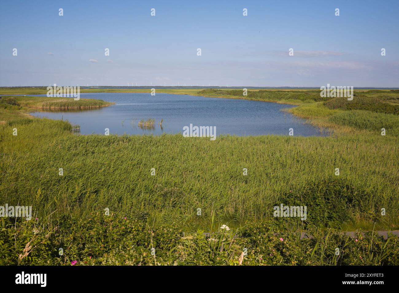 Nissum Fjord at Thorsminde on the West coast of Denmark Stock Photo - Alamy