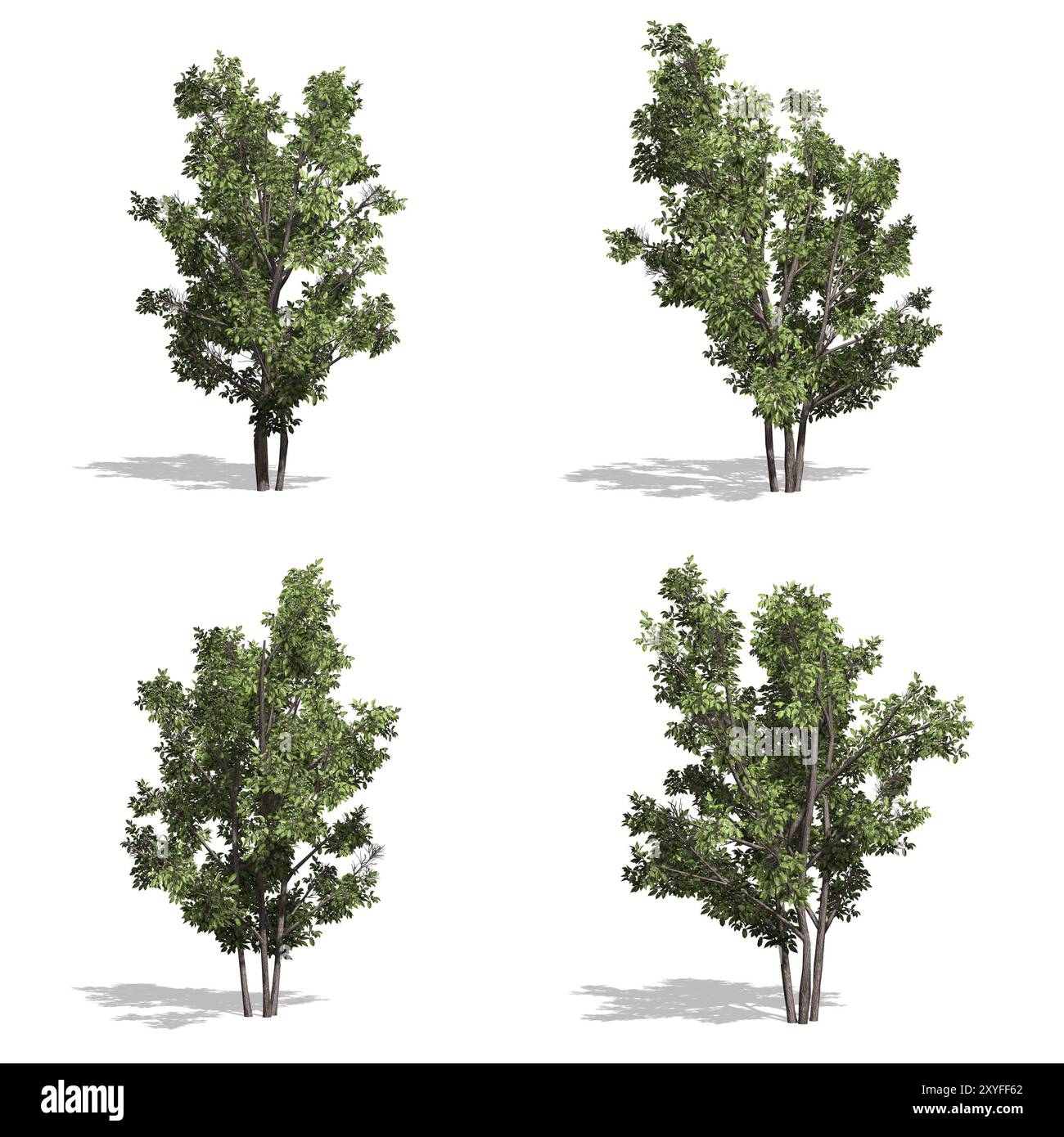 Hazel trees, isolated on white background Stock Photo - Alamy