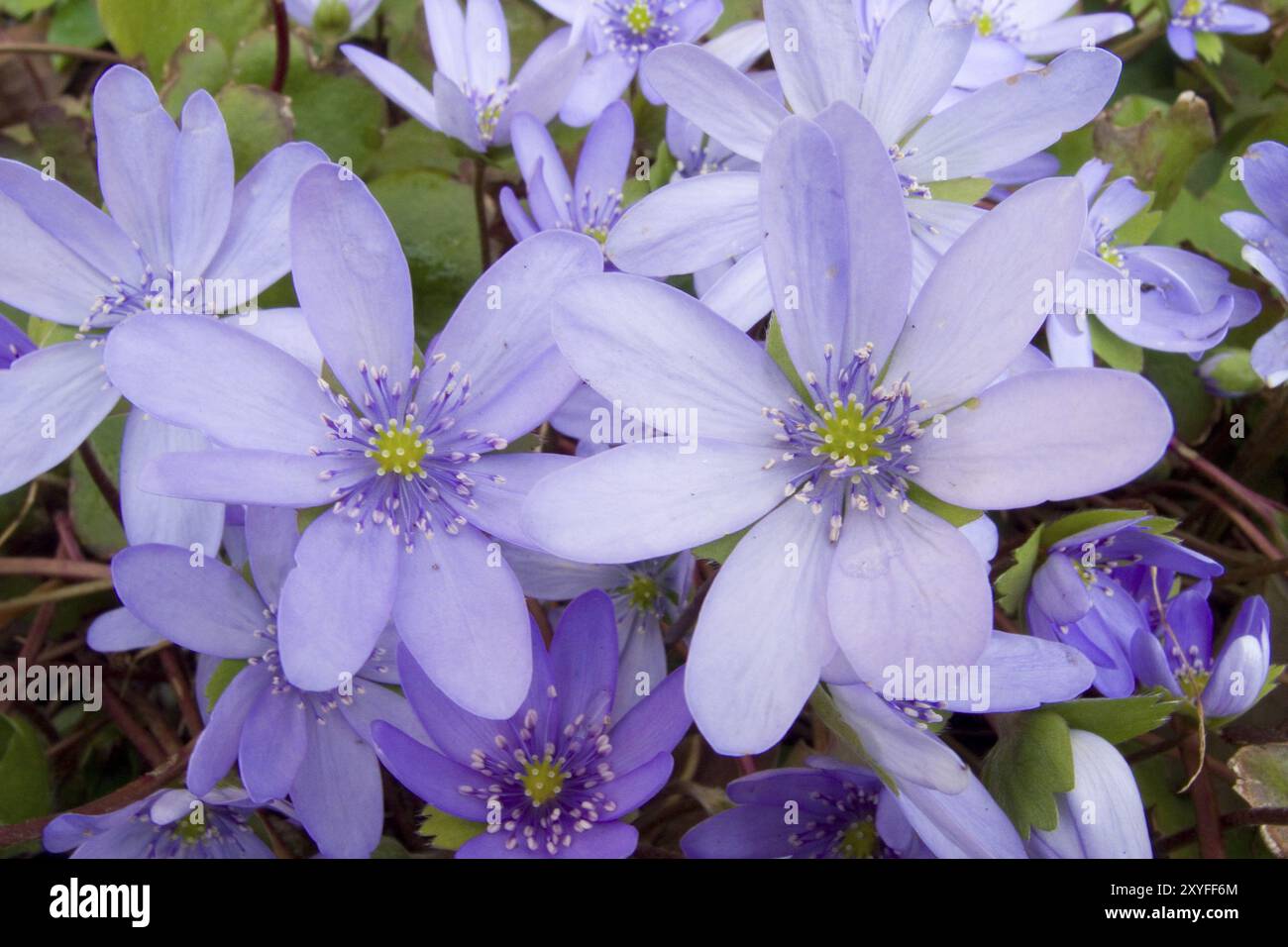 Medicinal plant, liverwort, hepatica, liverwort Stock Photo - Alamy
