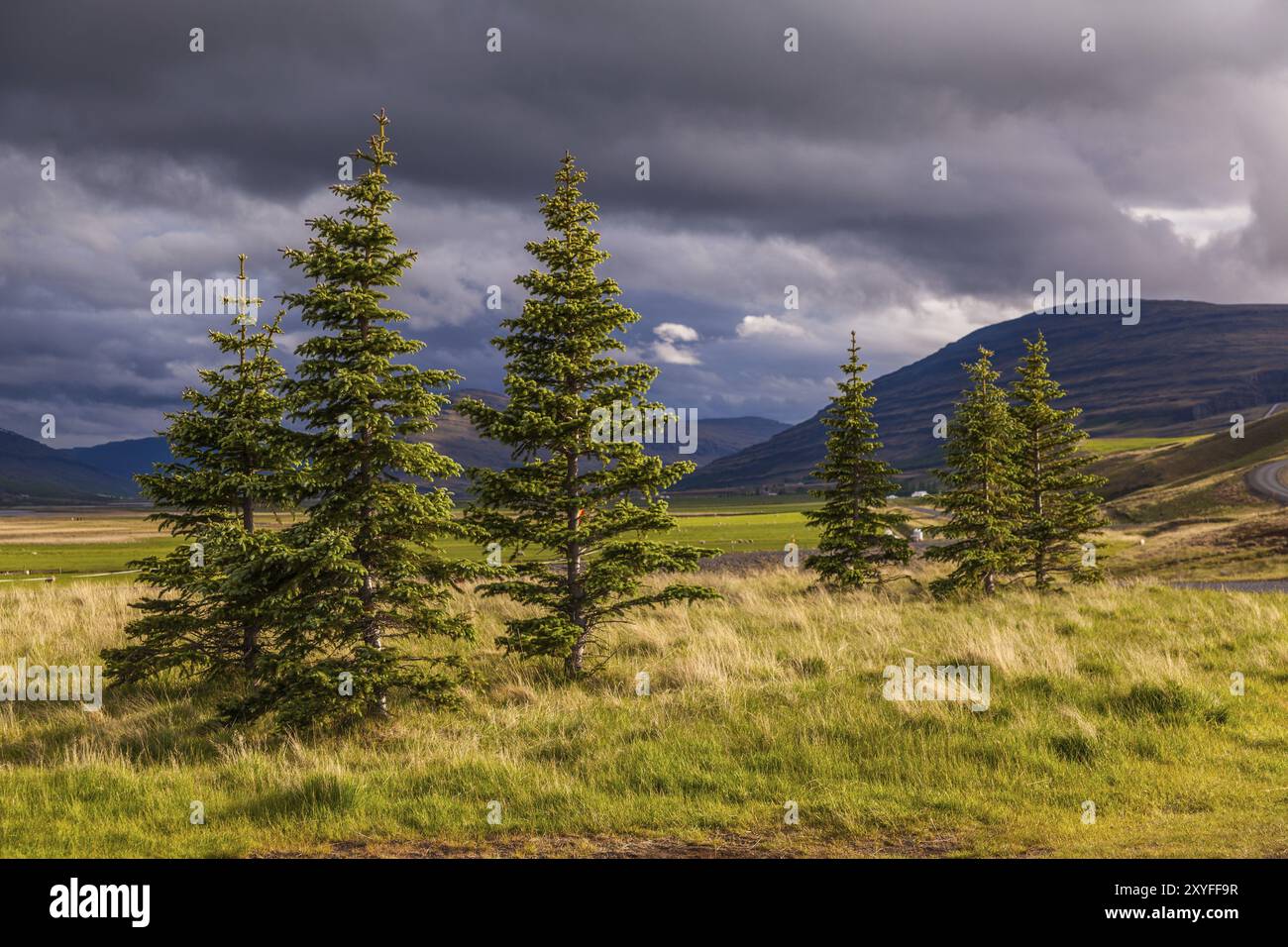 Small groups of pine trees under an overcast sky on Iceland Stock Photo ...