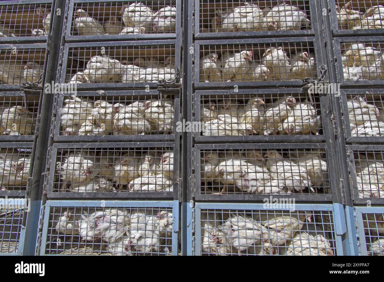 Chicken transport in Ladakh, India, Asia Stock Photo - Alamy