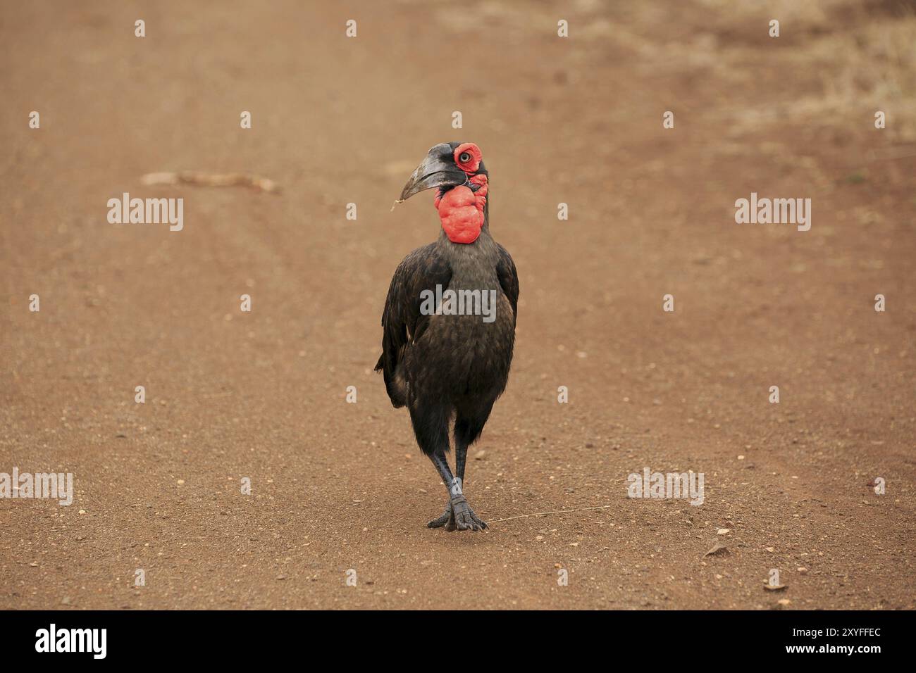 Horned ravens hi-res stock photography and images - Alamy