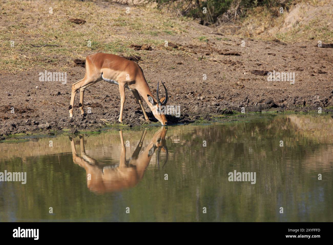 Impala drinking at the waterhole Stock Photo - Alamy