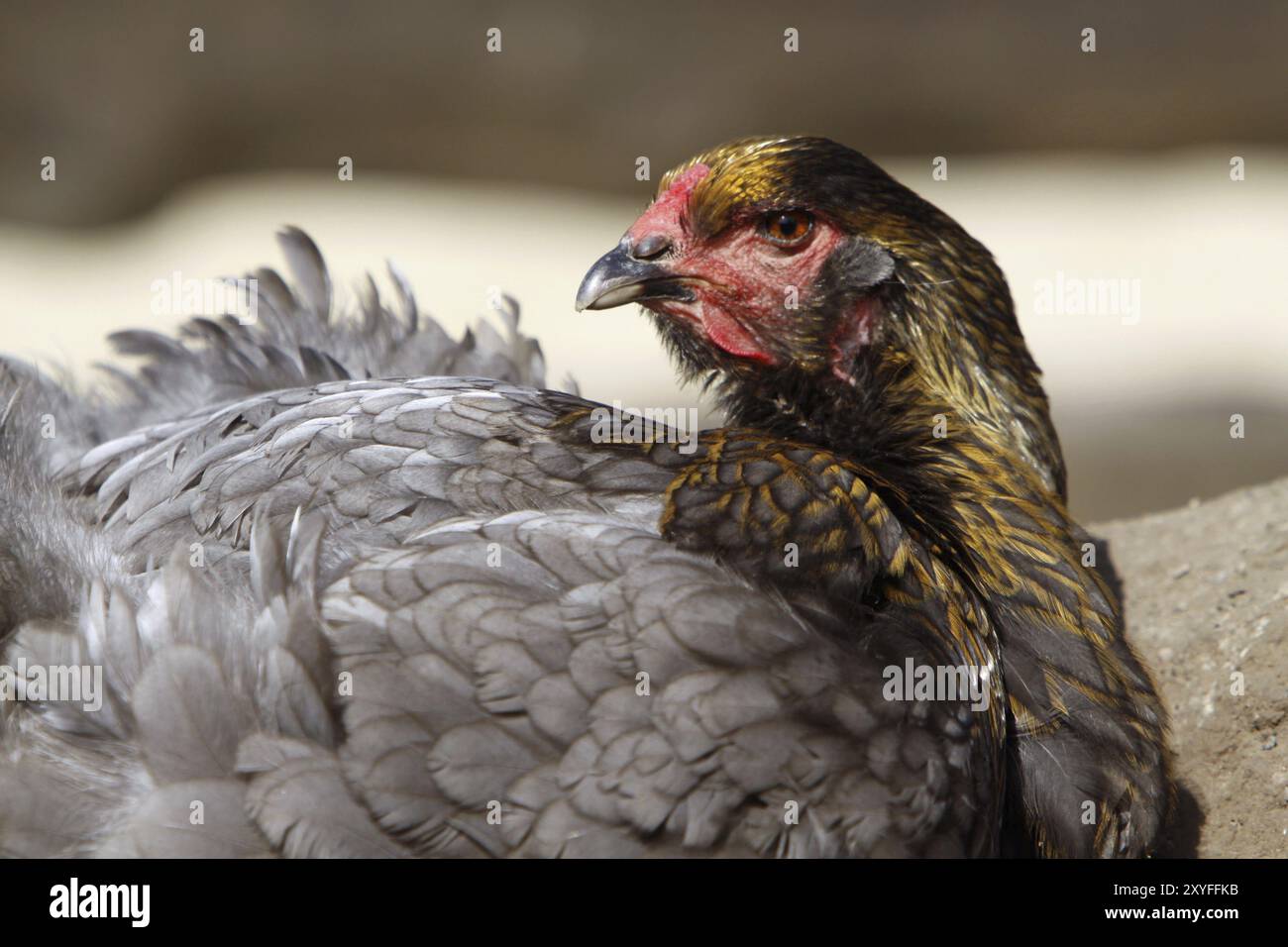 Grey Brahma hen Stock Photo - Alamy
