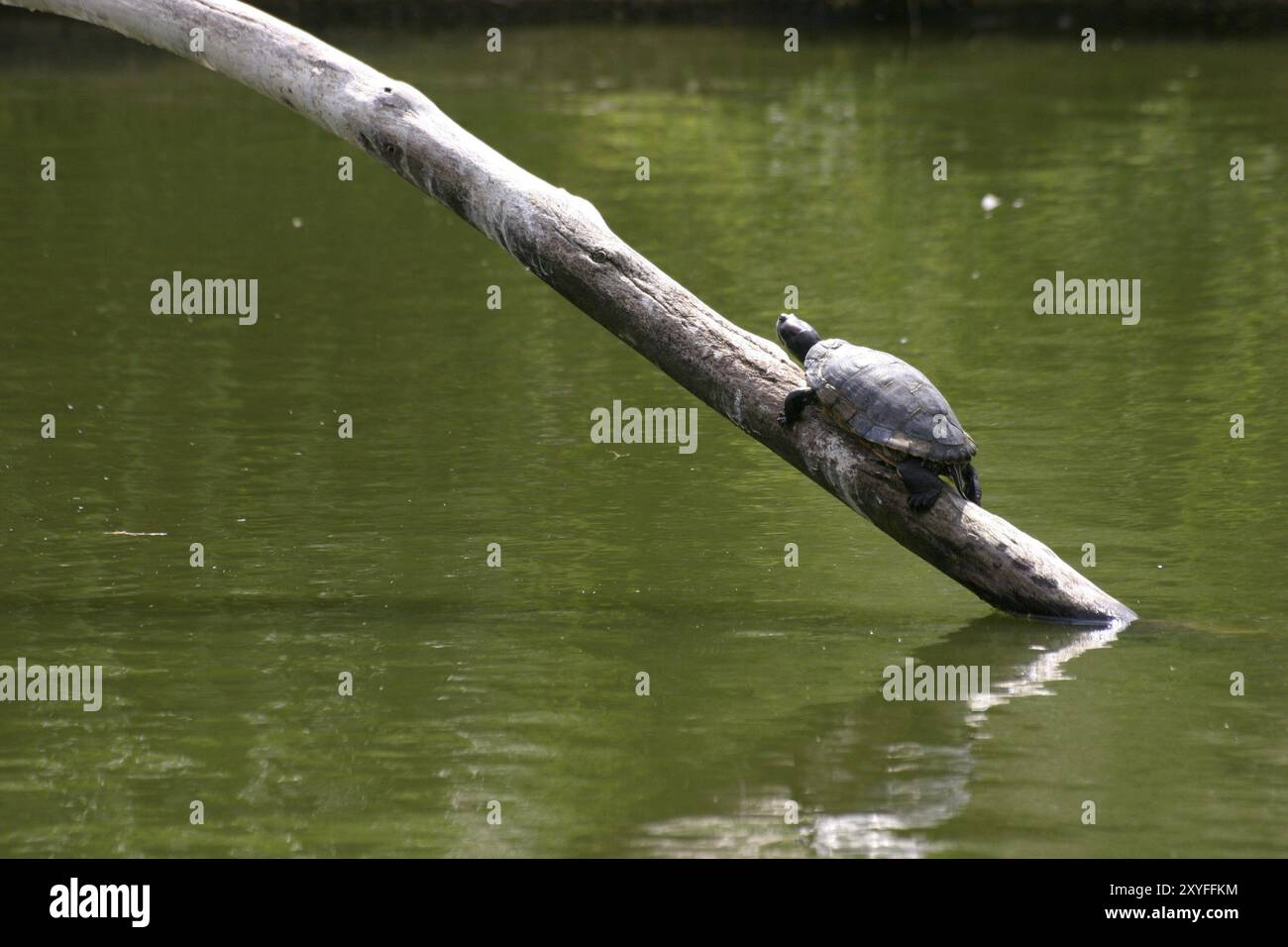 Turtle on a tree trunk Stock Photo - Alamy