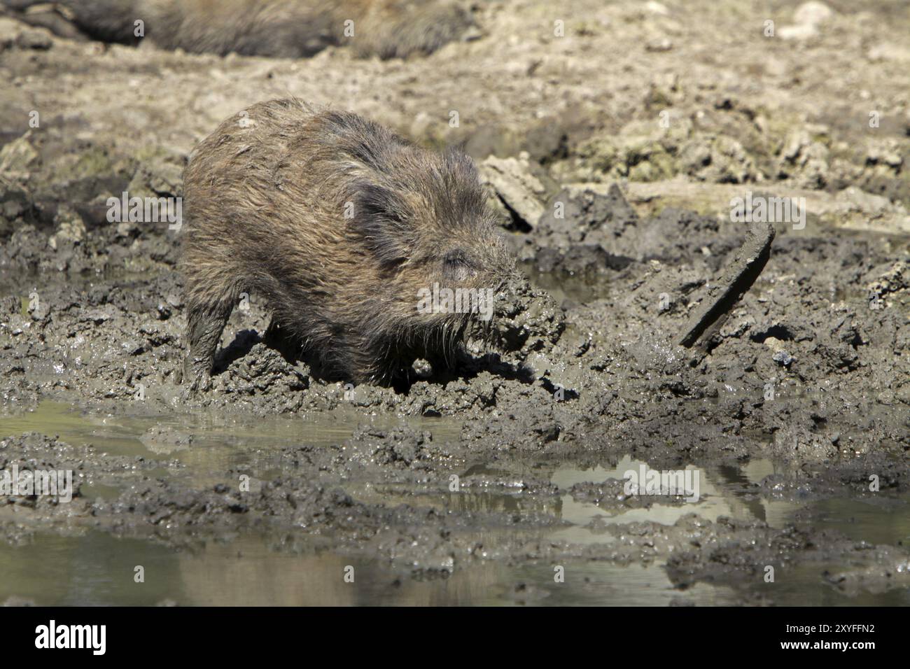 Burrow dwellers hi-res stock photography and images - Alamy