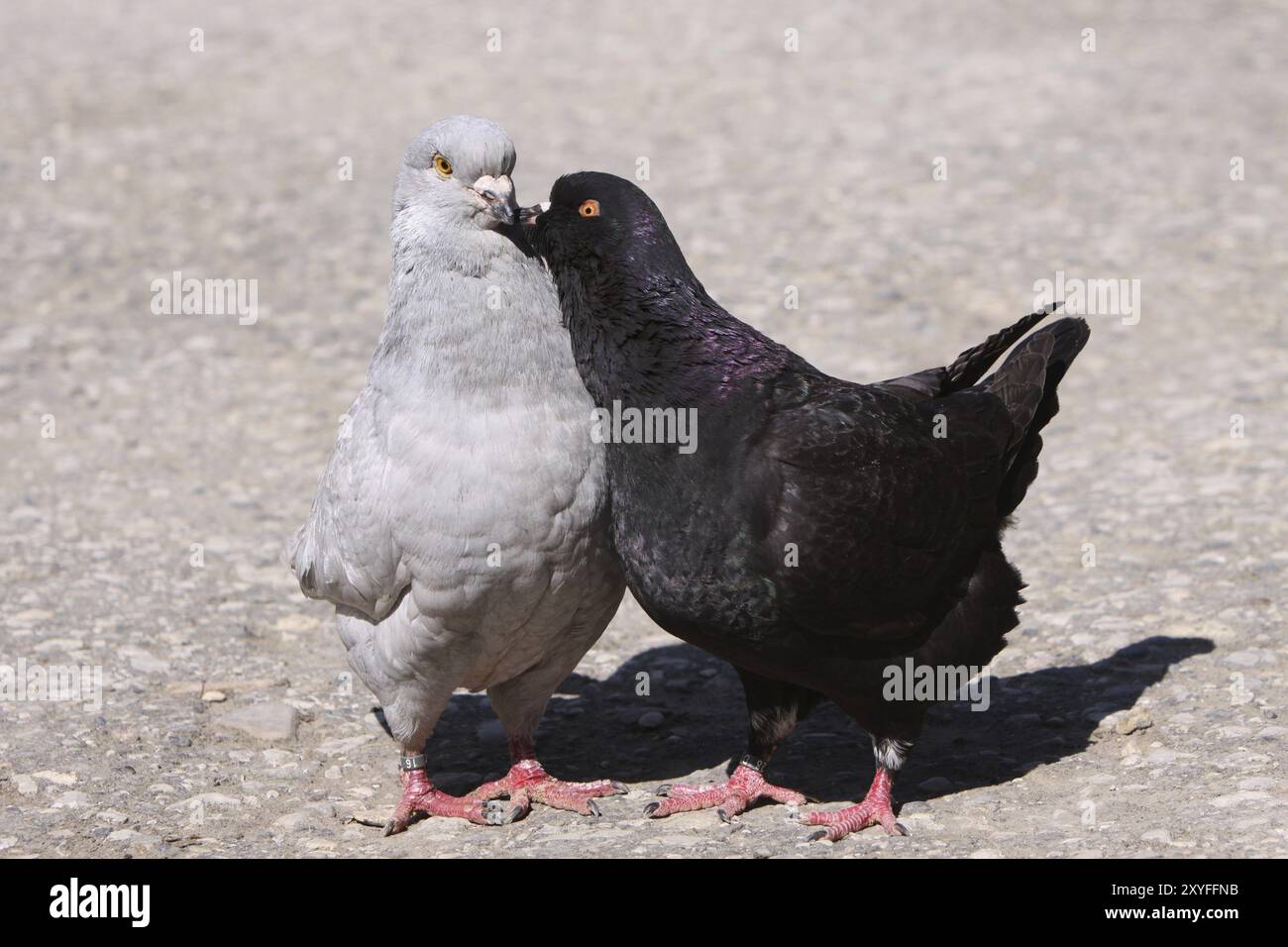 Overweight pigeon hi-res stock photography and images - Alamy