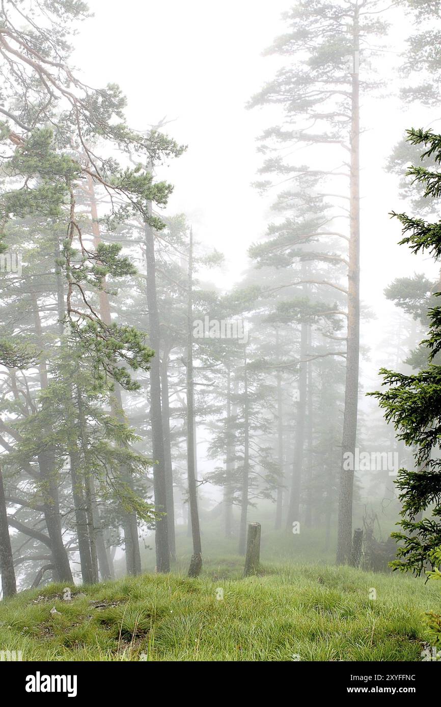 Tracking shot dense trees in hi-res stock photography and images - Alamy