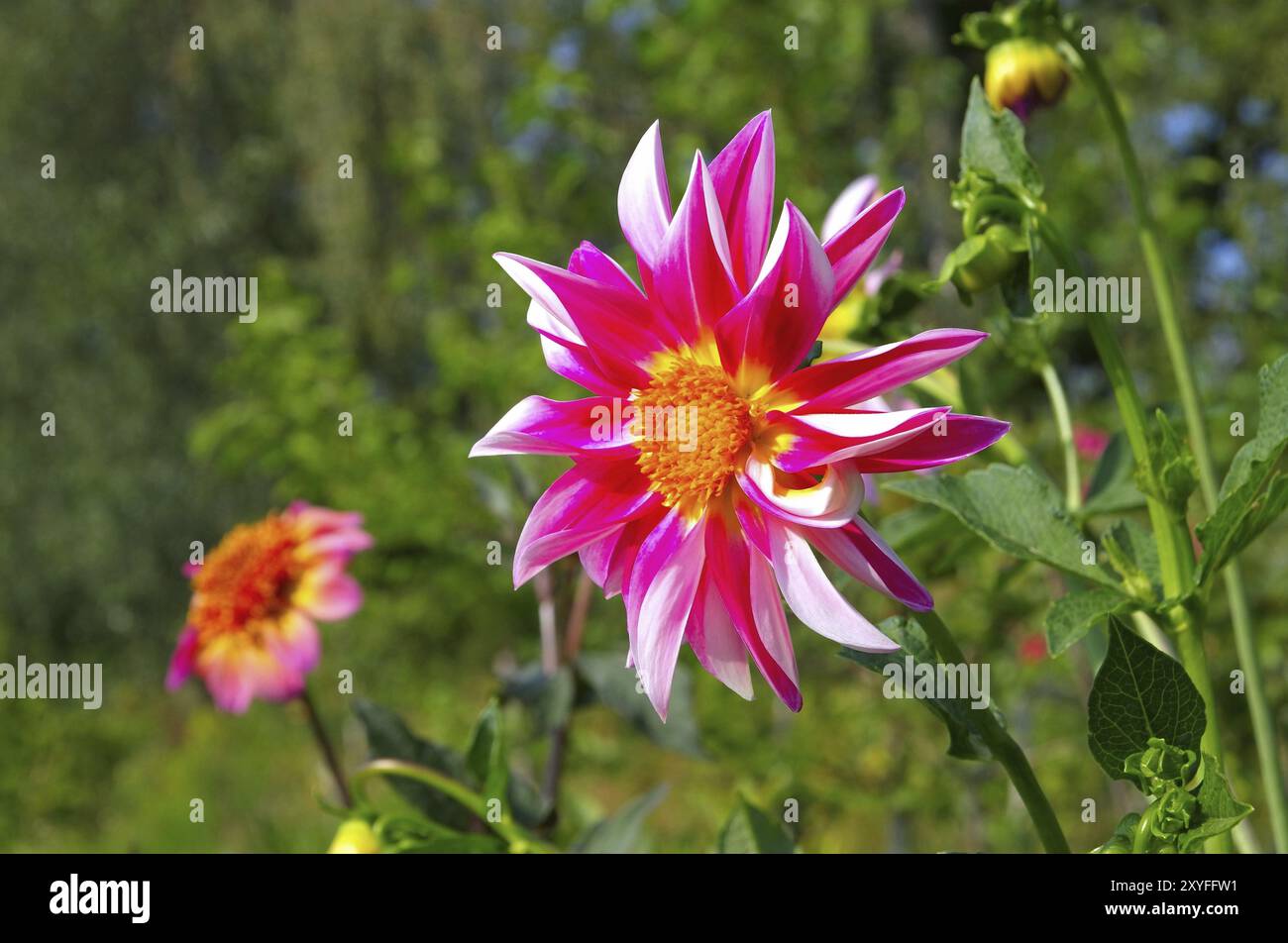 Dahlia Grape Expectations, Dahia Grape Expectations 03 Stock Photo - Alamy