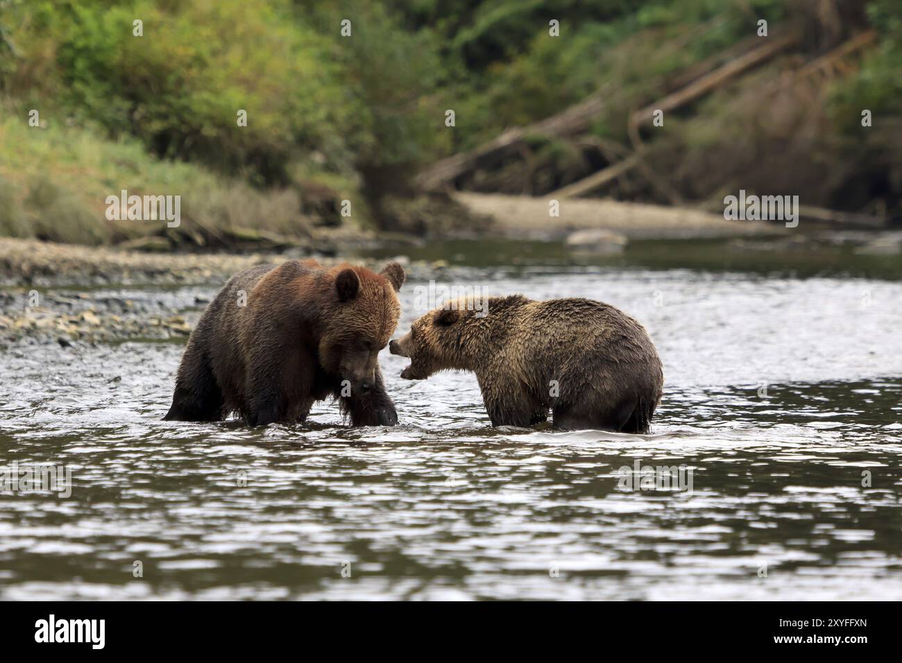 Grizzlies in Knight Inlet in Canada Stock Photo - Alamy