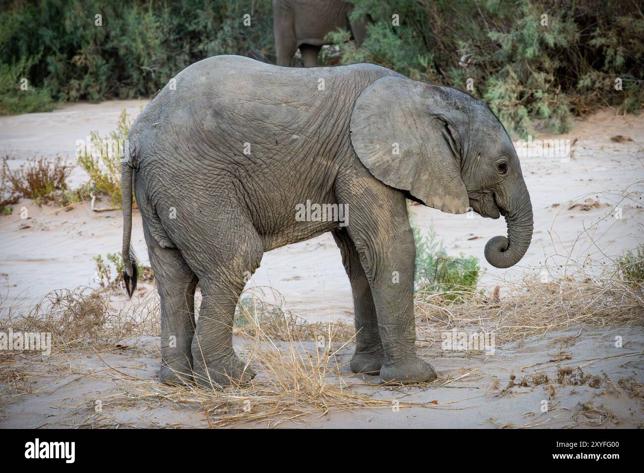 Desert-adapted baby elephant (Loxodonta africana) in the Namib desert ...