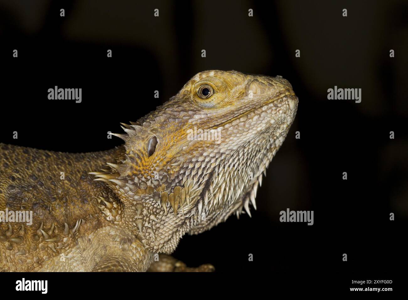 Bartagame, Pogona, bearded dragons Stock Photo - Alamy