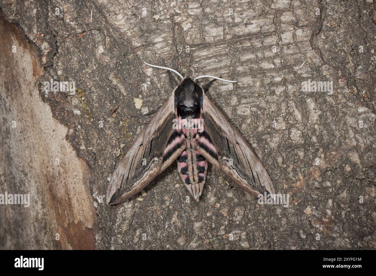 Privet hawk moth, Sphinx ligustri, privet hawk moth Stock Photo - Alamy