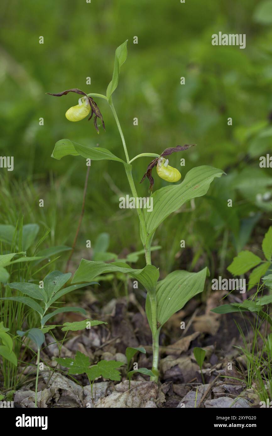 Ladies slipper orchid (Cypripedium calceolus Stock Photo - Alamy
