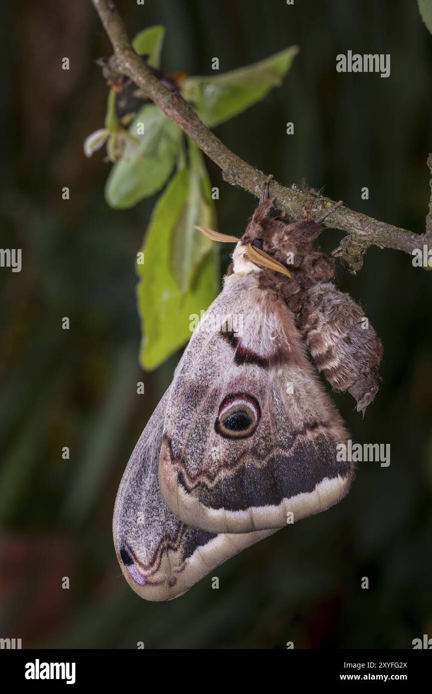 Saturnia pyri, giant peacock moth, male Stock Photo - Alamy
