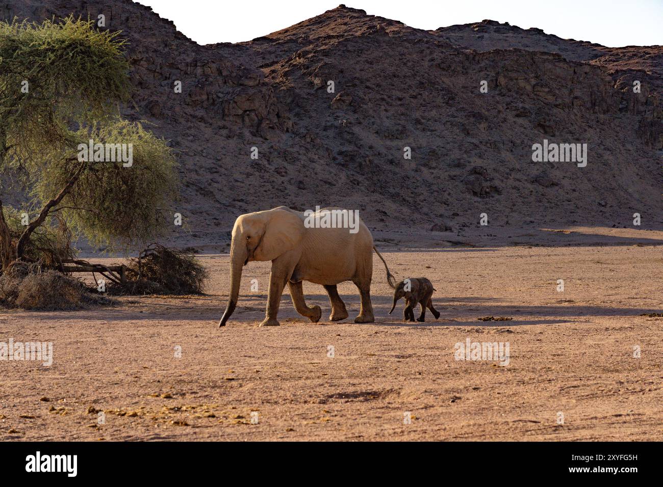 Desert-adapted elephants (Loxodonta africana) in the Namib desert of ...