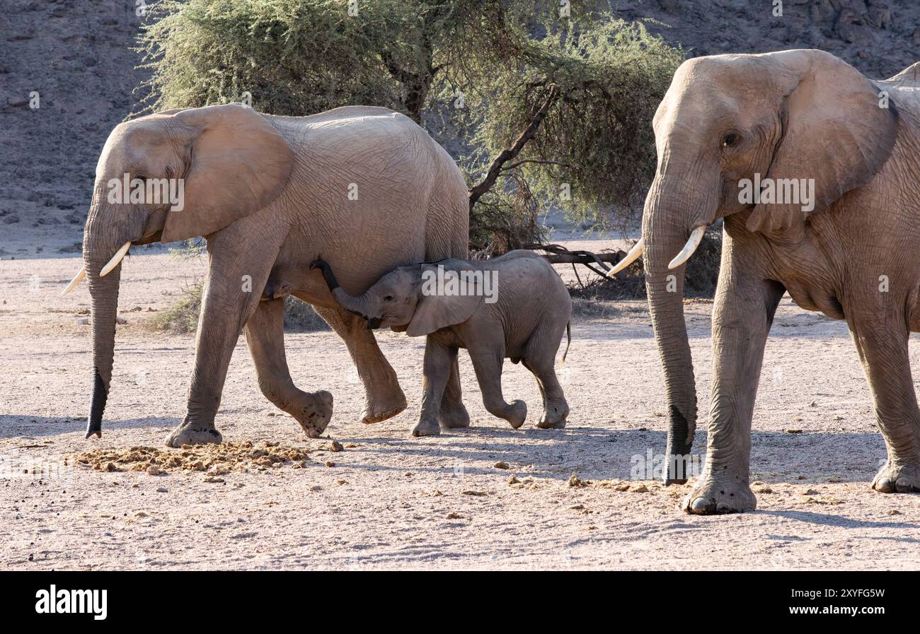 Desert-adapted elephants (Loxodonta africana) in the Namib desert of ...