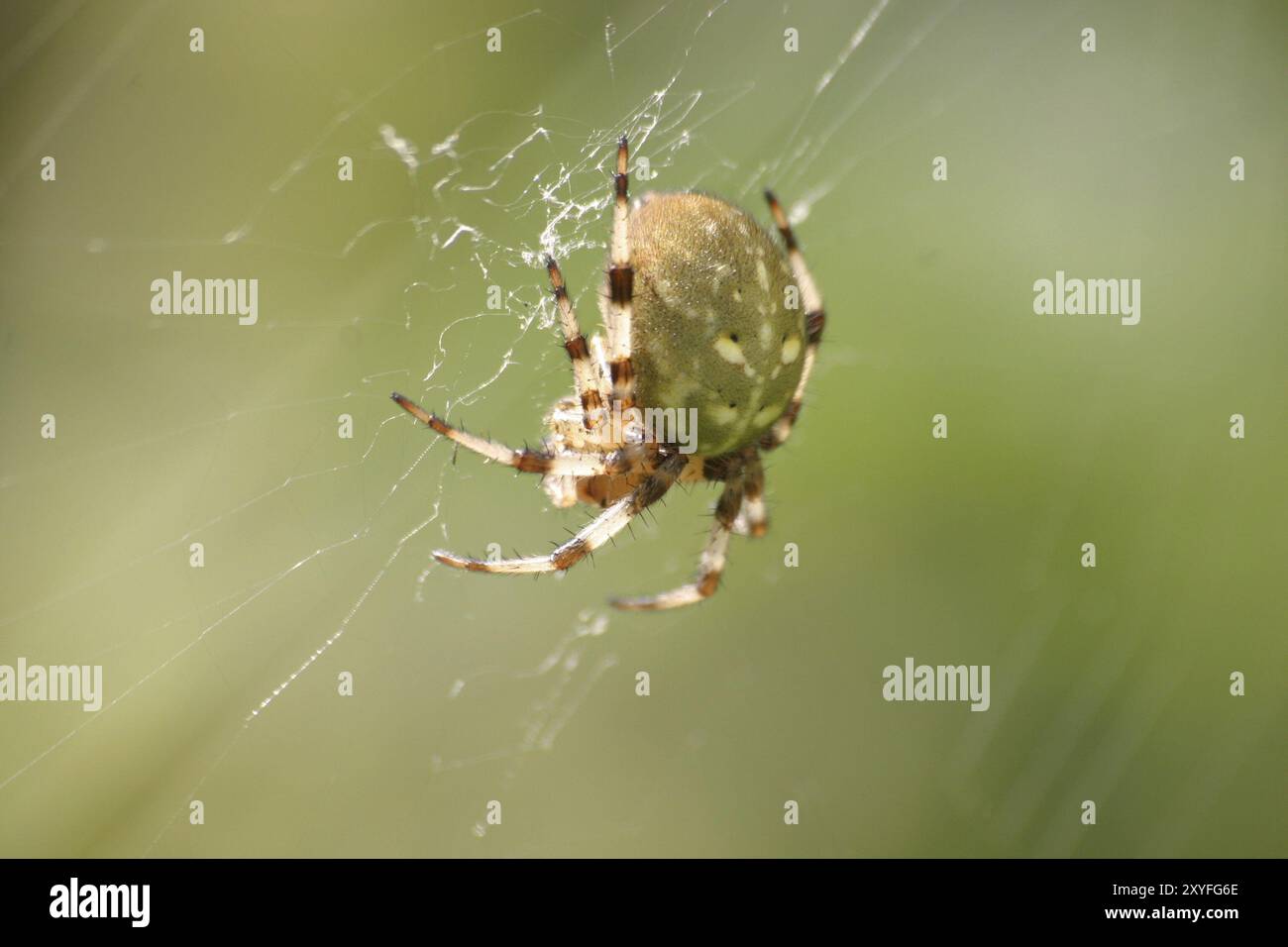 Four-spotted cross spider in a web Stock Photo - Alamy