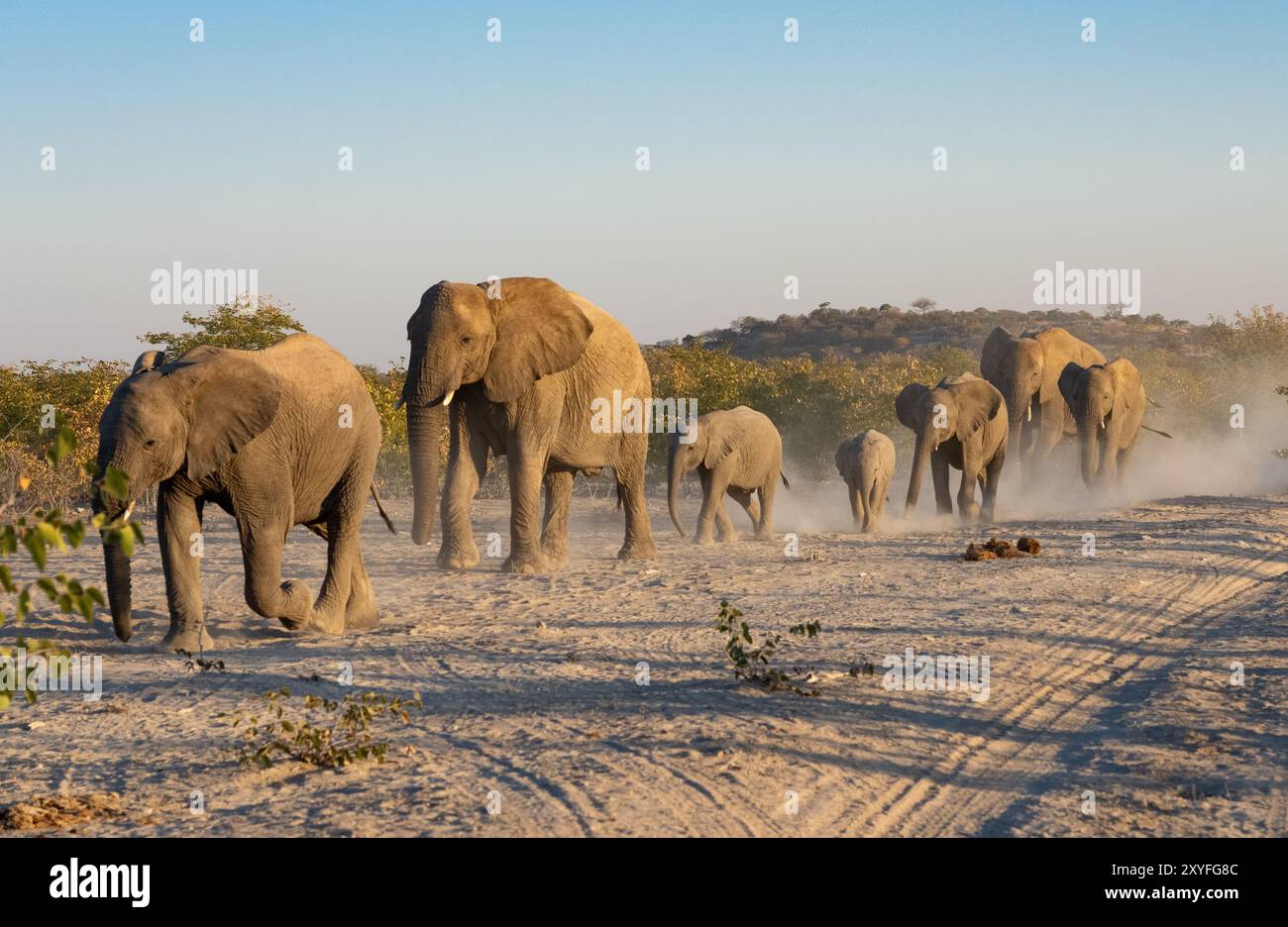 Desert-adapted elephants (Loxodonta africana) in the Namib desert of ...