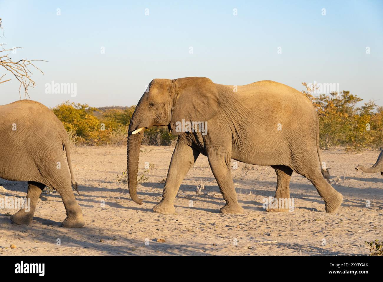 Desert-adapted elephants (Loxodonta africana) in the Namib desert of ...