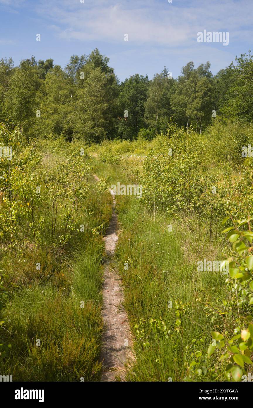 The bog at Hjerl Hede open air museum with lush greenery in June Stock ...
