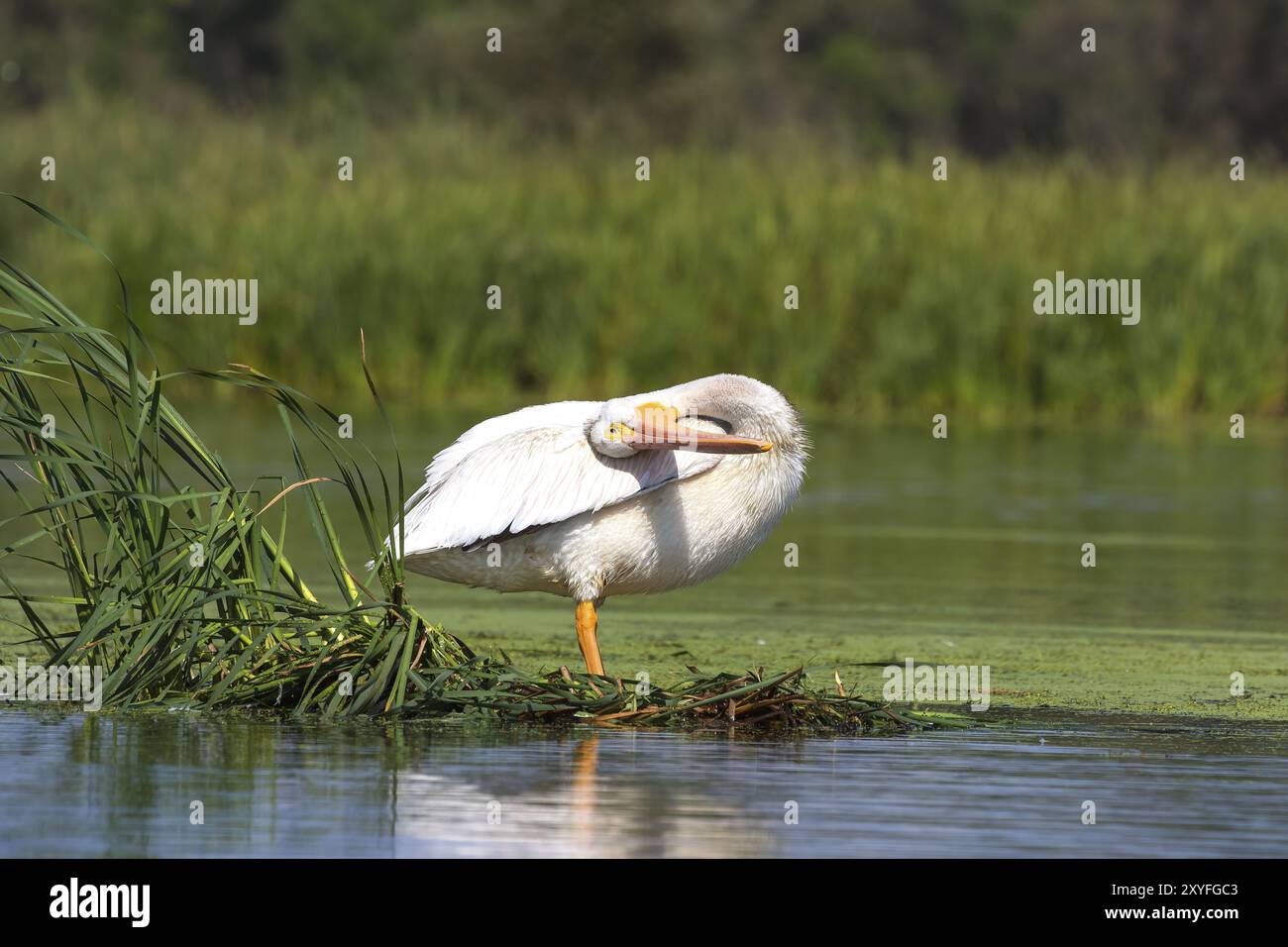 Nature scene from Wisconsin Stock Photo - Alamy