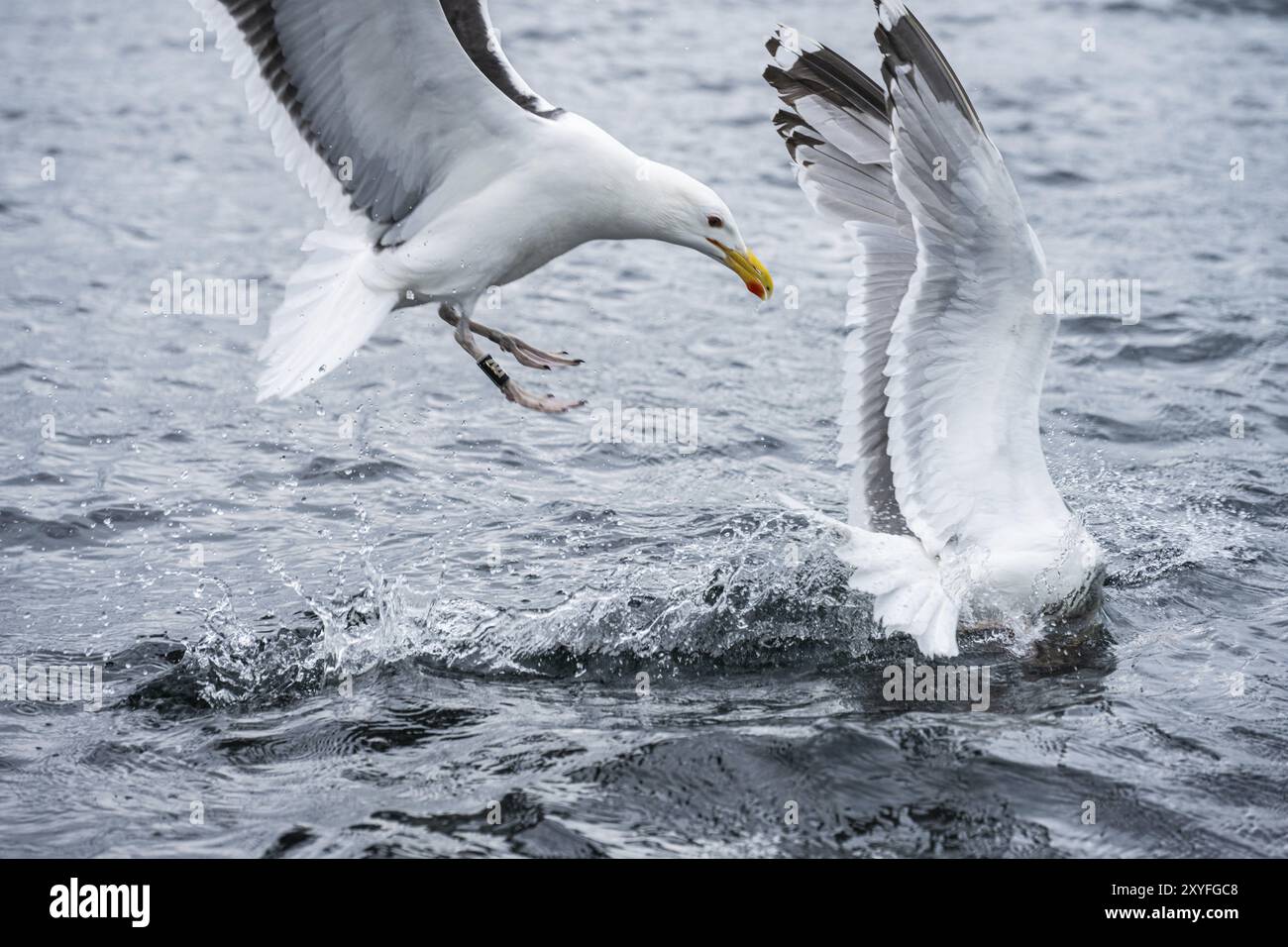 Gulls fighting in water hi-res stock photography and images - Alamy