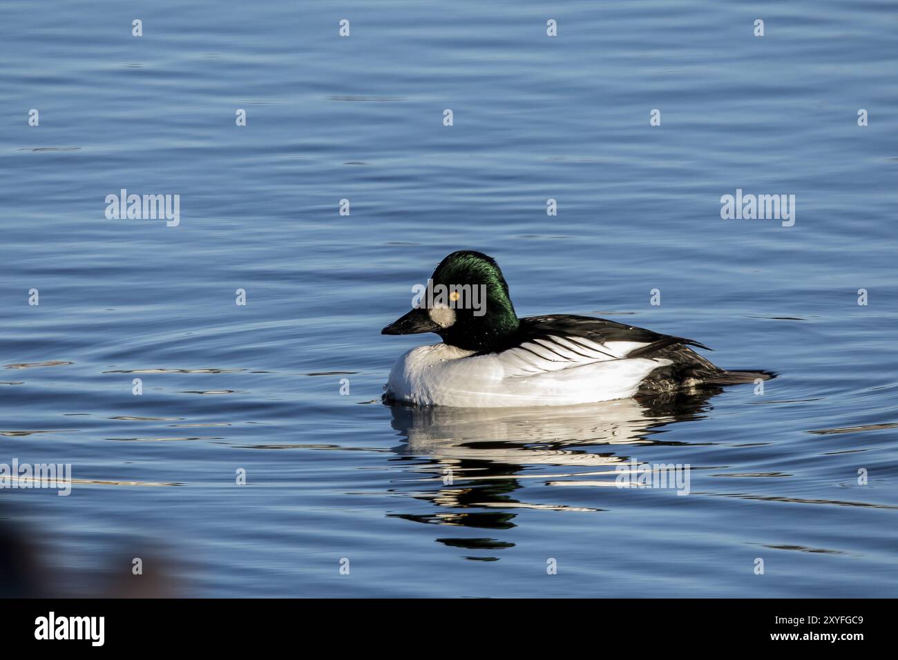 The common Goldeneye. Drake, male on the river Stock Photo - Alamy