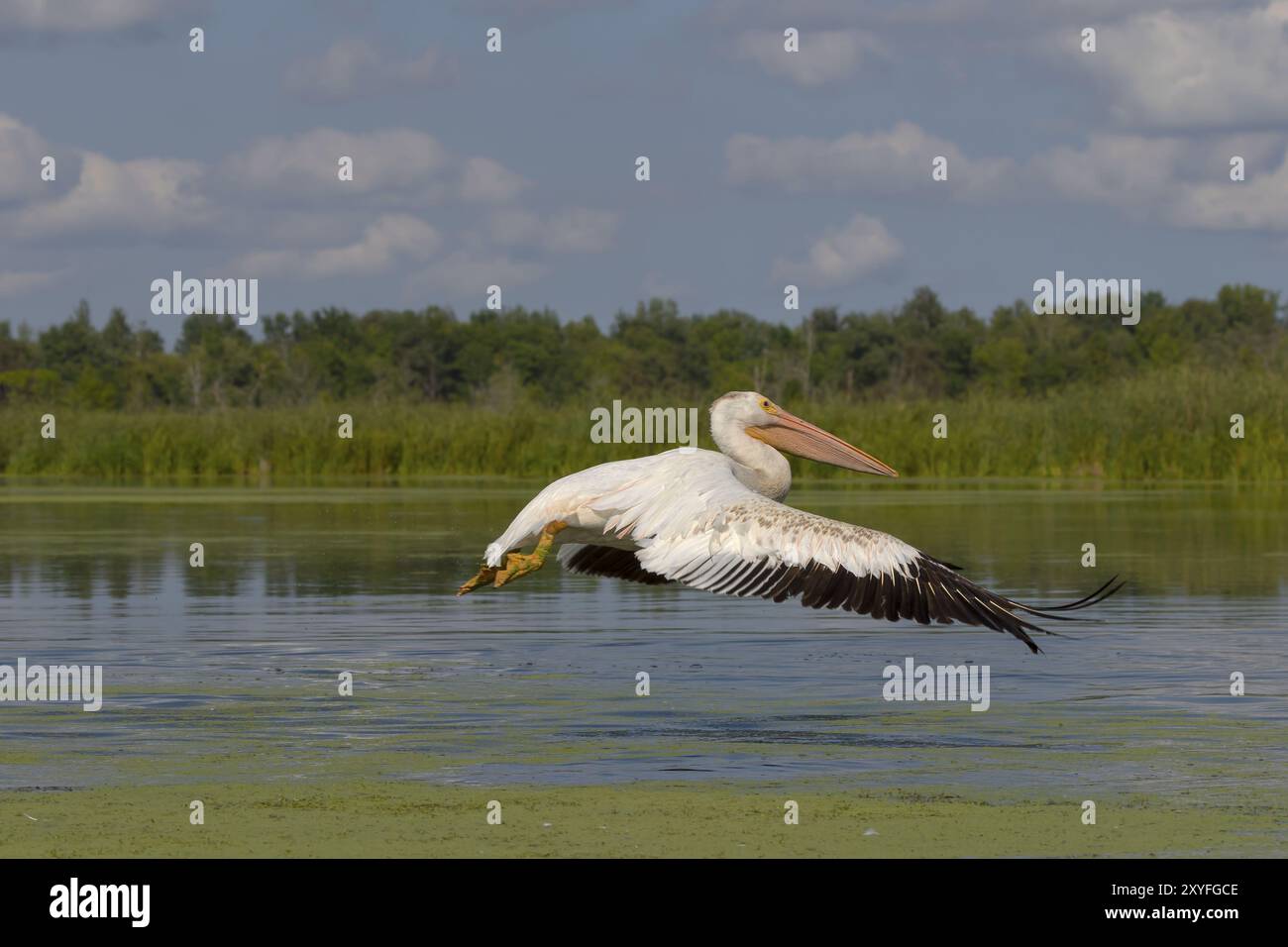 Nature scene from wisconsin Stock Photo - Alamy