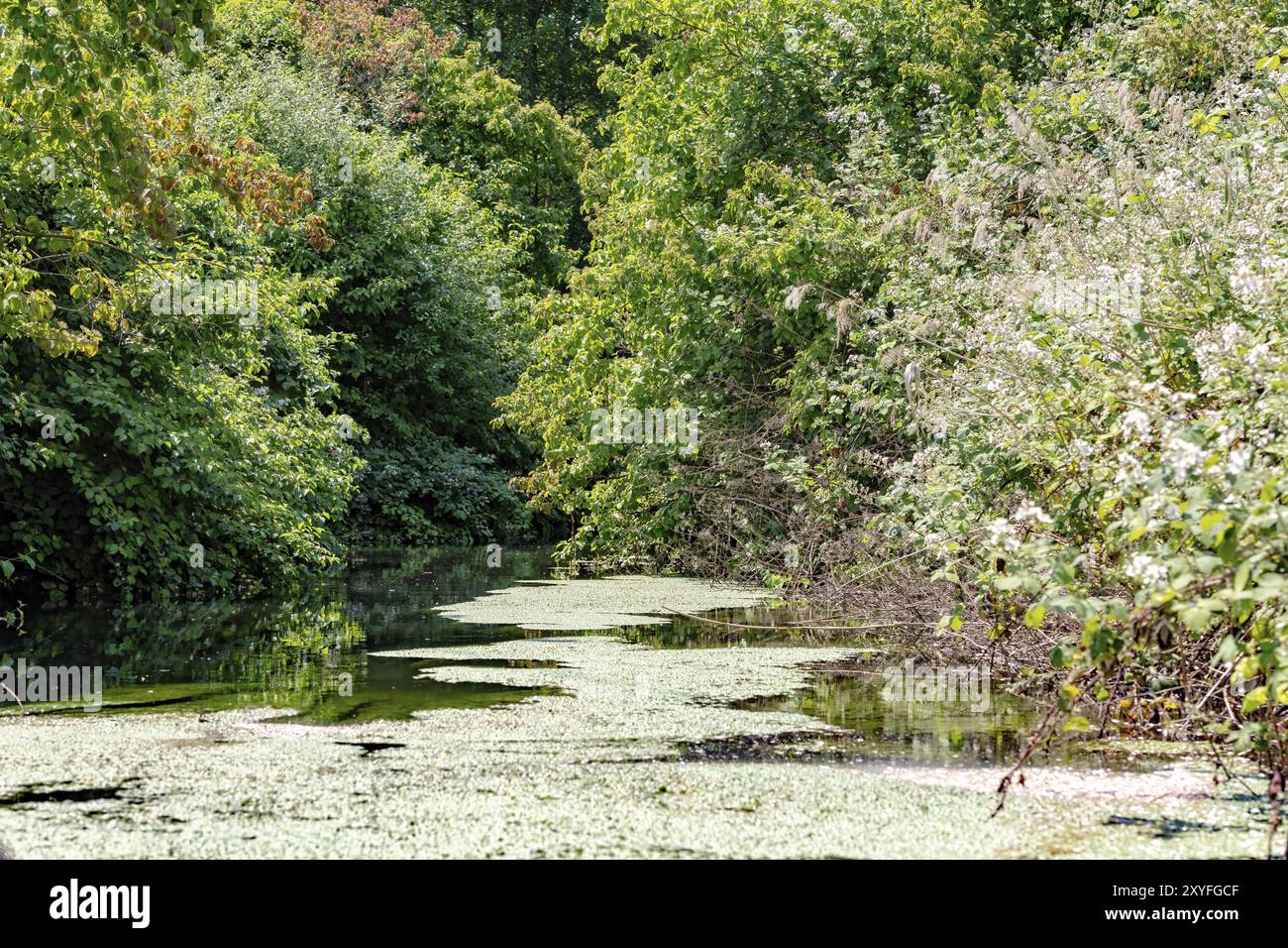A view of a small pond in the middle of the forest in summer Stock ...