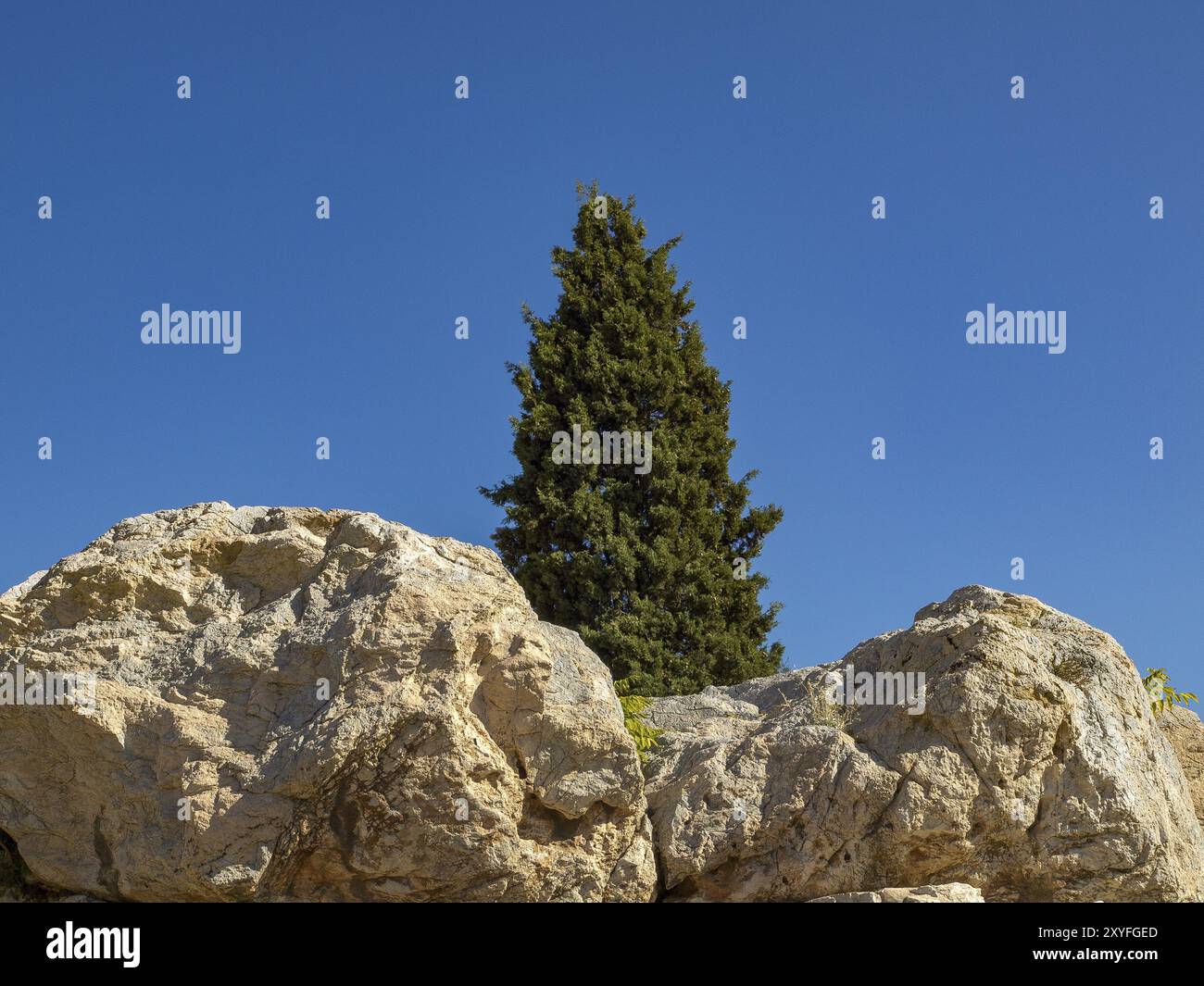 A tall tree between two large rocks under a clear blue sky, athens ...