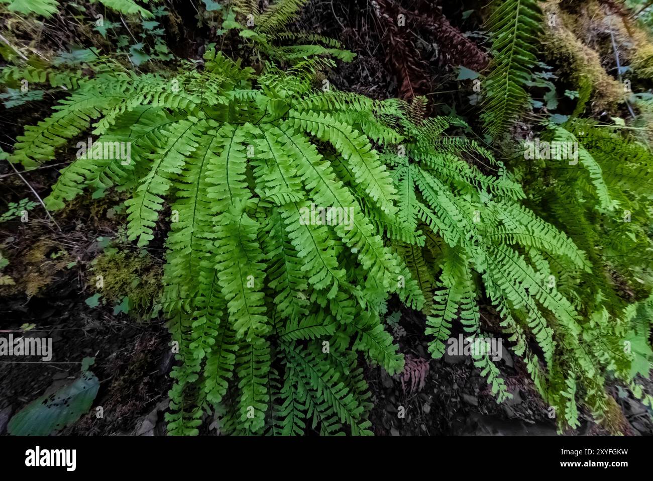 Northern Maidenhair Fern, Adiantum aleuticum, at Staircase, Olympic ...