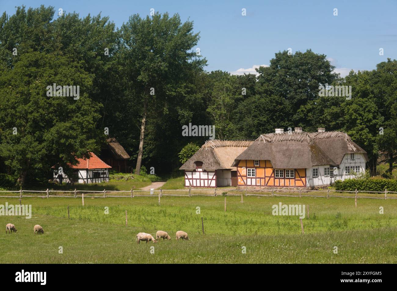 Hjerl Hede open air museum with sheep grazing in foreground with the ...