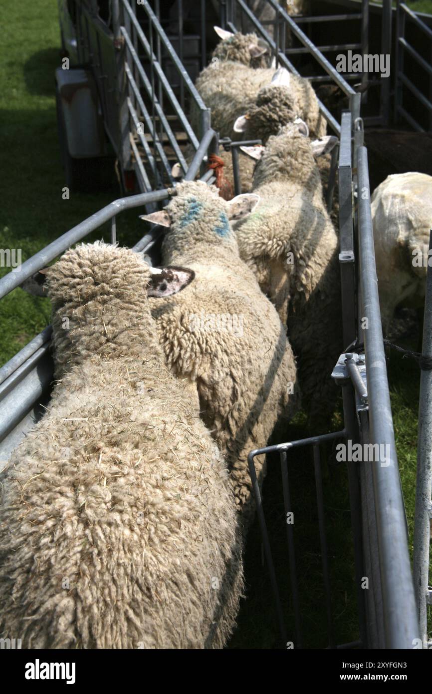Sheepshearings hi-res stock photography and images - Alamy
