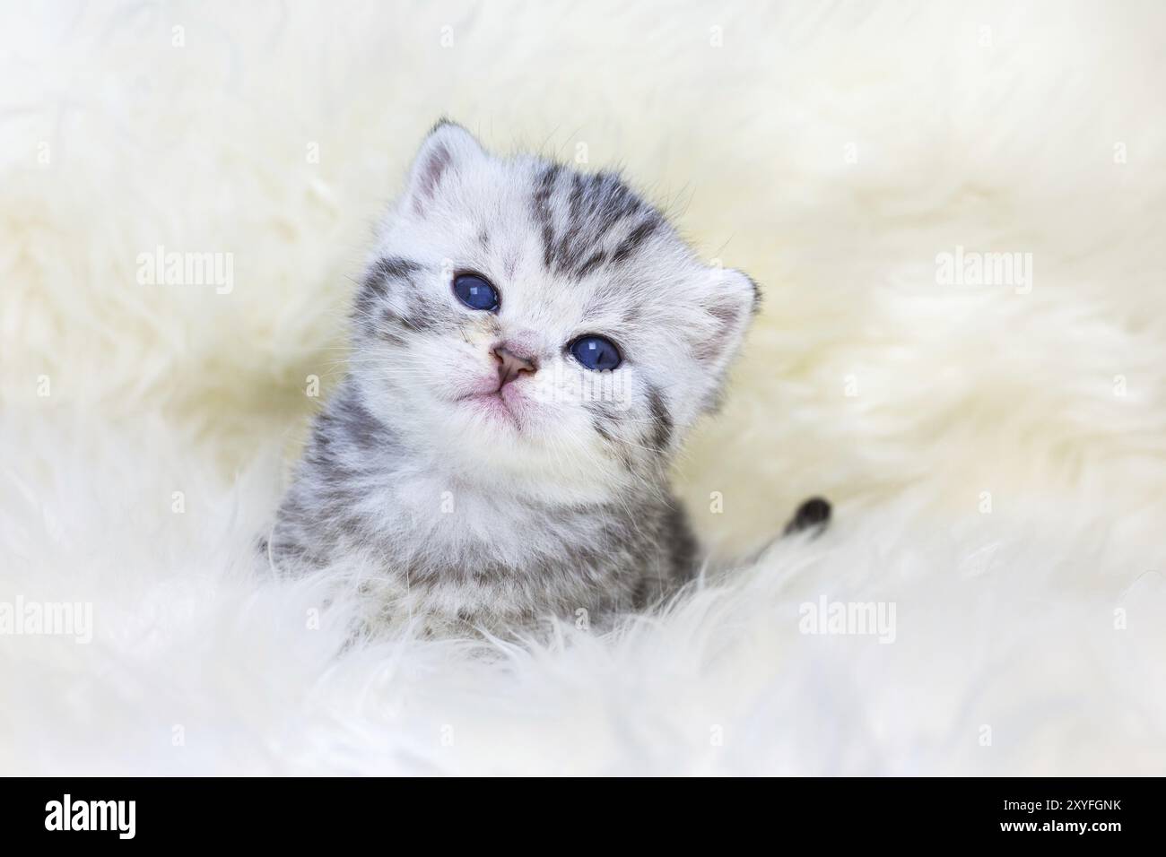 Young silver hi-res stock photography and images - Alamy