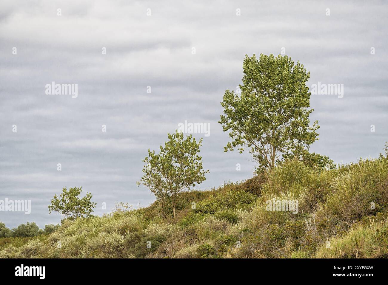 Trees on the Baltic coast Stock Photo - Alamy