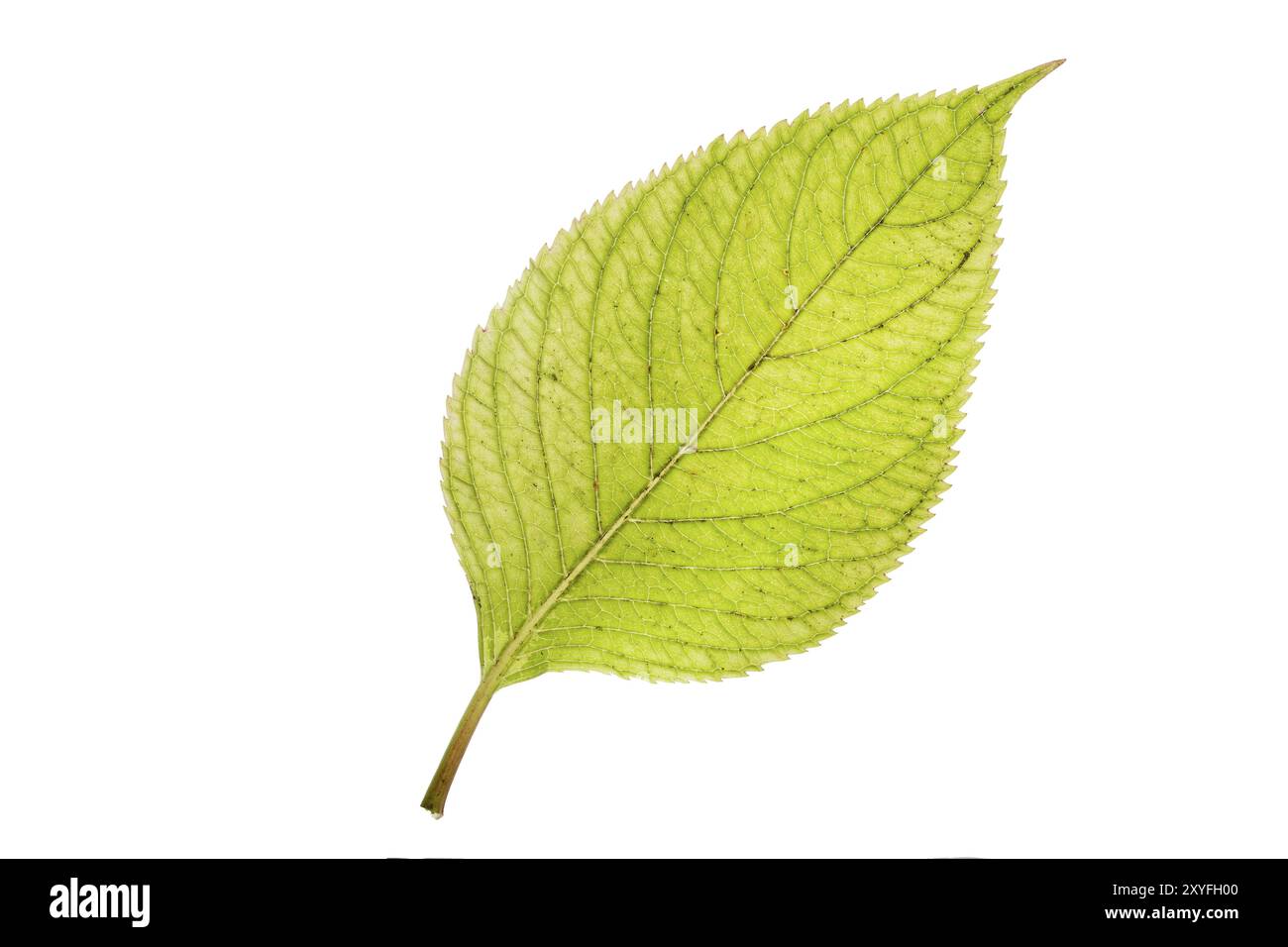 Hydrangea leaf with autumn colours, free-standing Stock Photo - Alamy