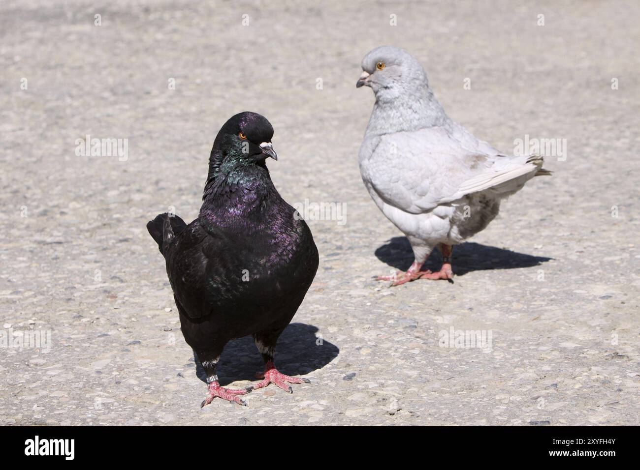 Overweight pigeon hi-res stock photography and images - Alamy