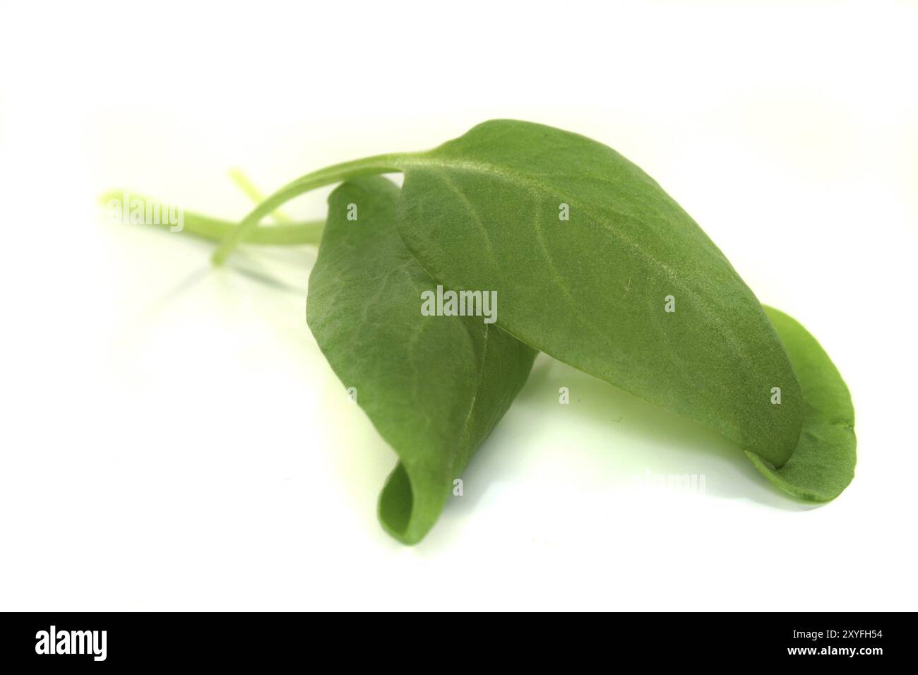 Sorrel on a white background, still life, food Stock Photo - Alamy