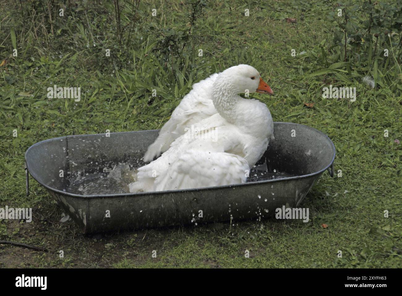 Lippe goose bathing in a tub Stock Photo - Alamy