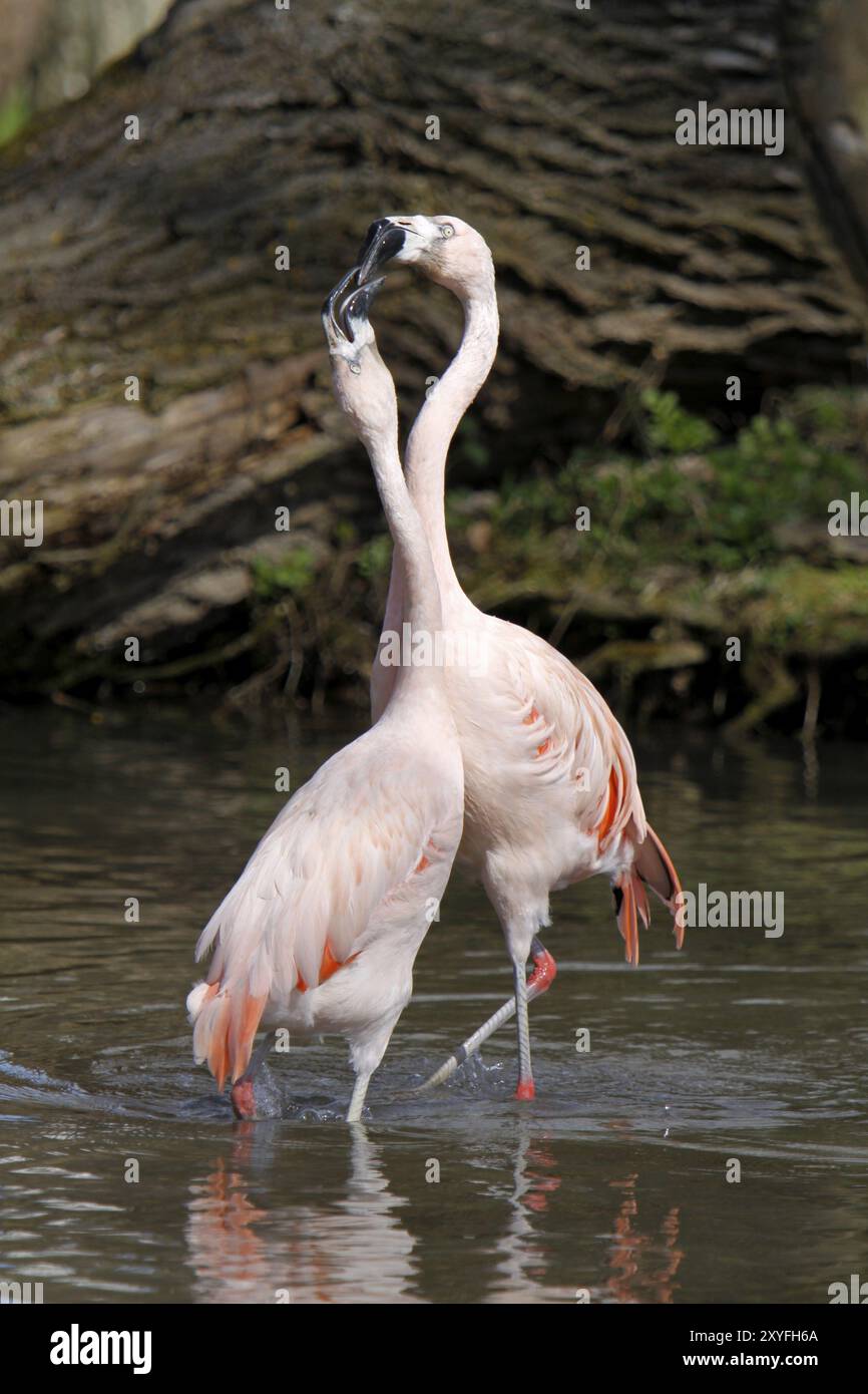 Quarrelling birds hi-res stock photography and images - Alamy