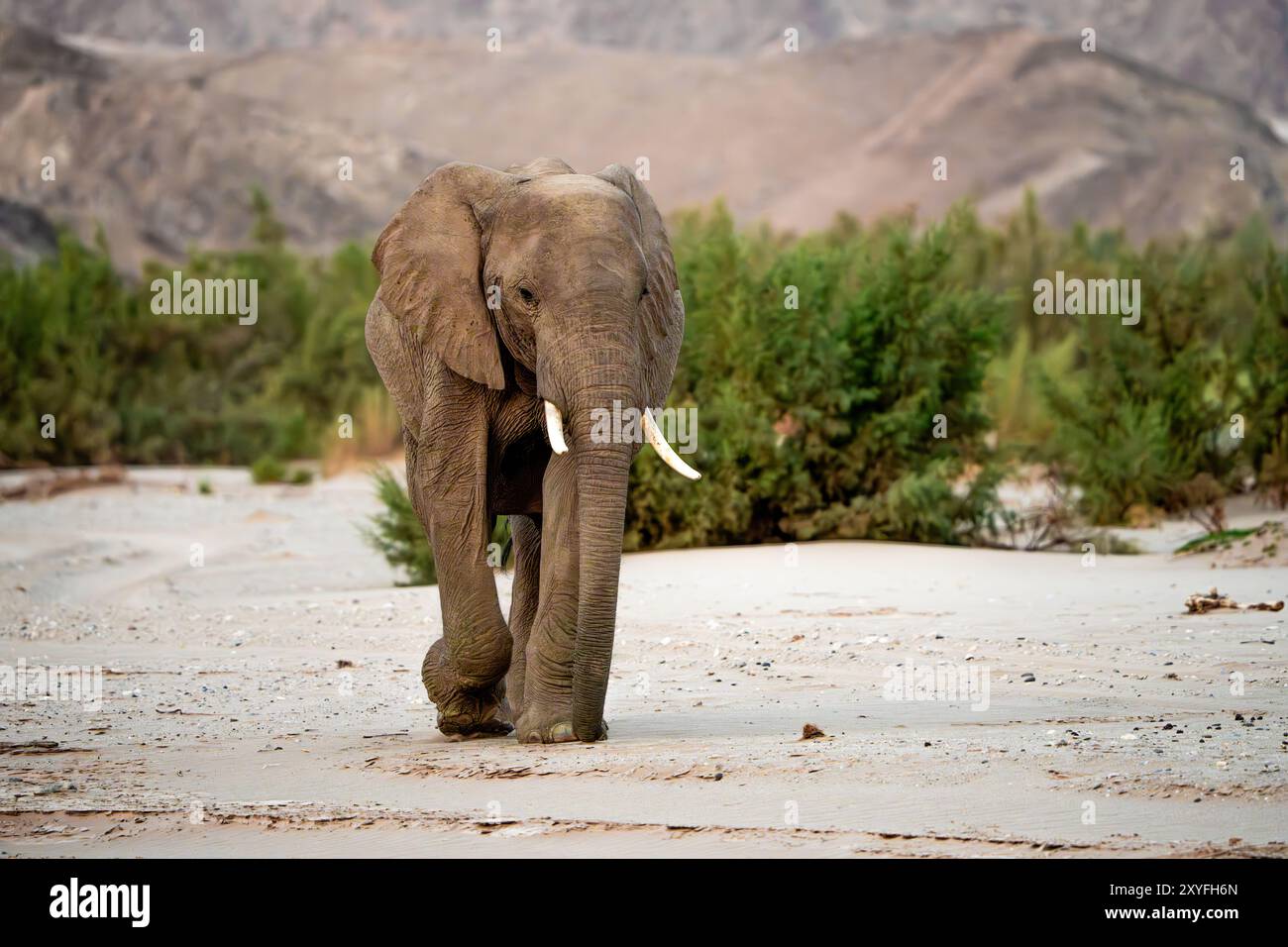 Desert-adapted elephants (Loxodonta africana) in the Namib desert of ...